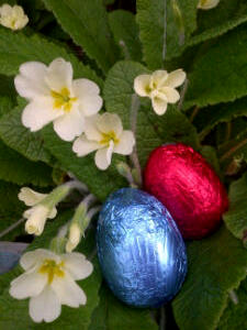 All Year Round – Spring Equinox / Easter | Dyfed Permaculture Farm Trust