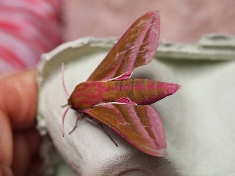 All Year Round Solstice Moth Celebration and Camp | Dyfed Permaculture ...