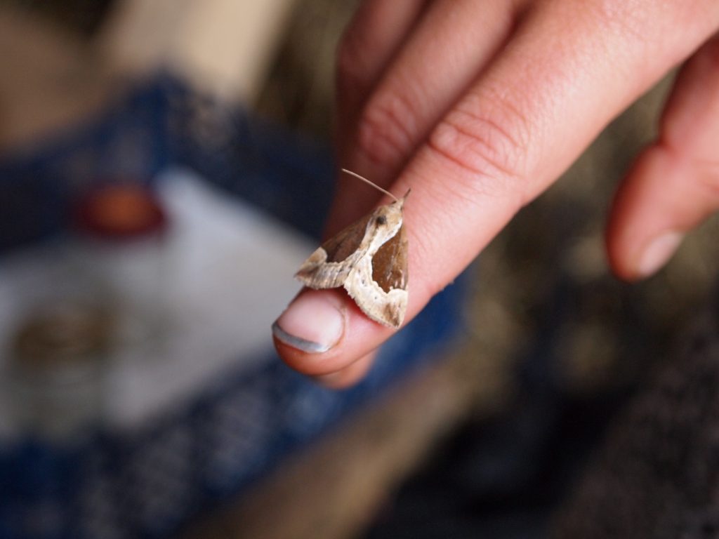 All Year Round Solstice Moth Celebration and Camp | Dyfed Permaculture ...