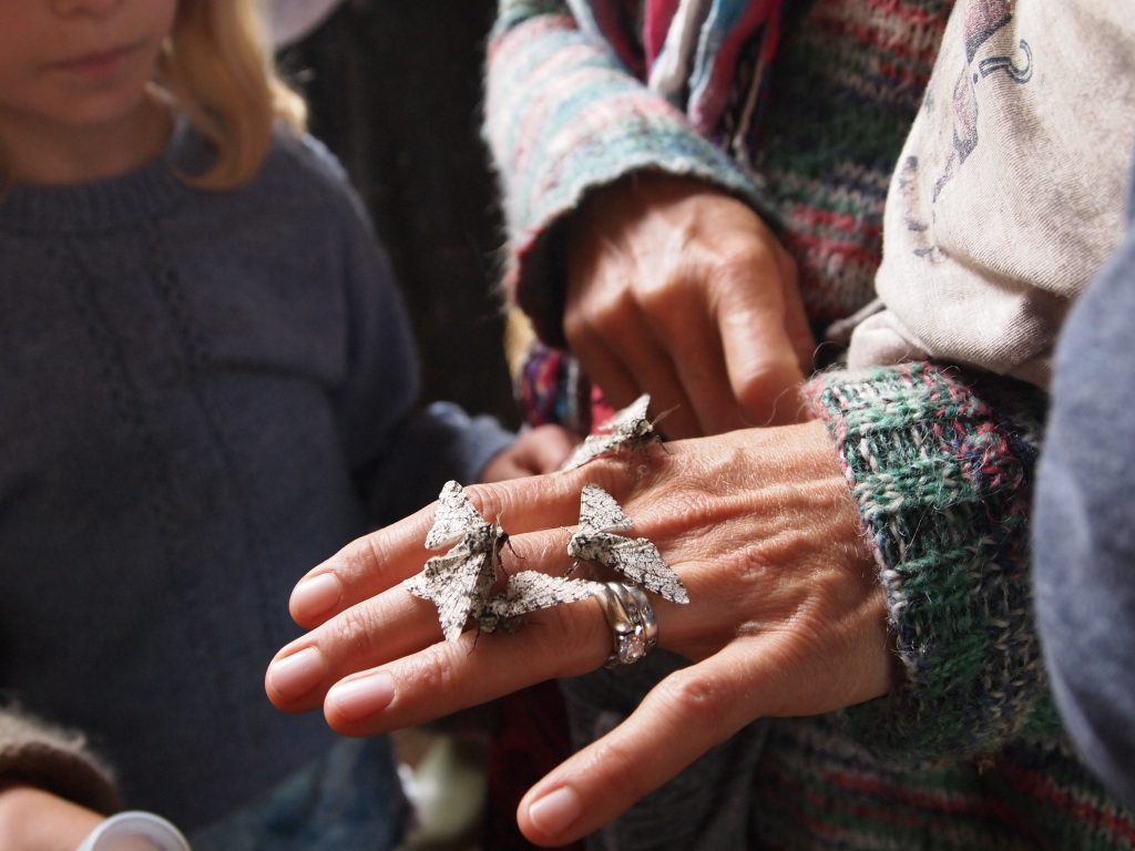 All Year Round Solstice Moth Celebration and Camp | Dyfed Permaculture ...