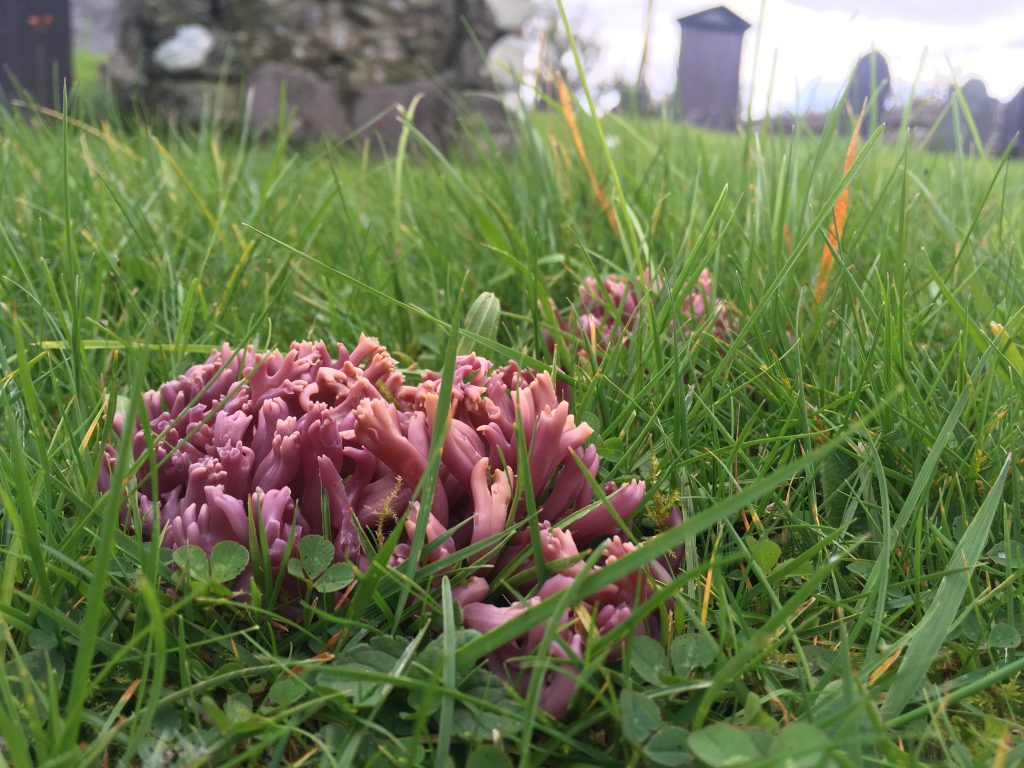 Wonderful Waxcaps (and friends) Walk